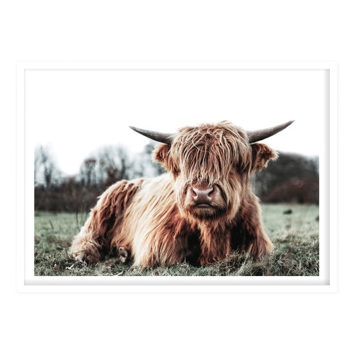 Campana Collective Scottish Highland Cow Printed Wall Art Temple Webster